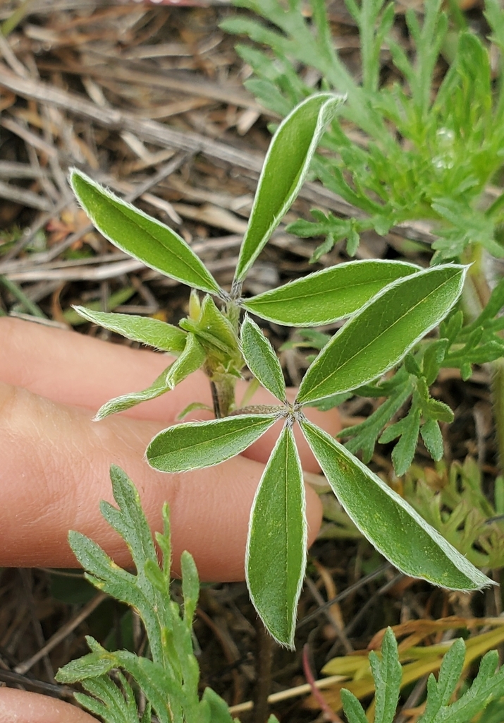 largebract Indian breadroot from Paradise, TX 76073, USA on March 28 ...