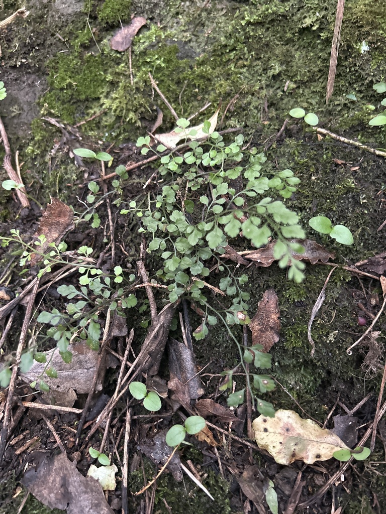 Hooker's Spleenwort from Sugarloaf Scenic Reserve, Lyttelton ...