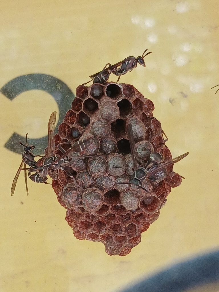 Mexican Paper Wasp from 66279 Nuevo Leon, Mexico on March 28, 2025 at ...