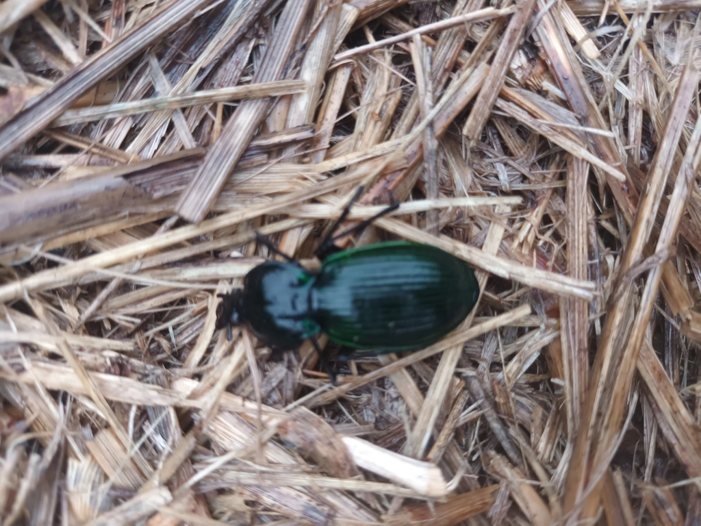 Pamborus from Dagun QLD 4570, Australia on March 29, 2025 at 07:40 AM ...