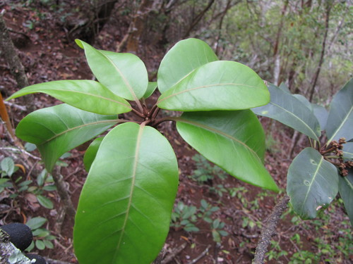 aulu (Pisonia sandwicensis) · iNaturalist United Kingdom