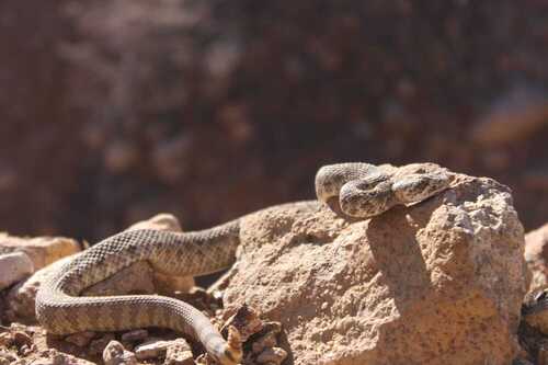 Mojave Rattlesnake (Crotalus scutulatus) - Snakes and Lizards