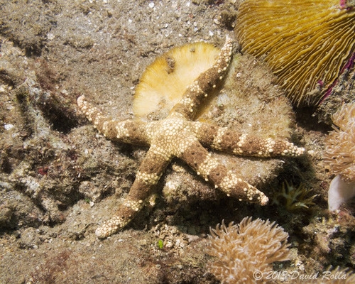 Warty Sea Star (Nardoa tuberculata) · iNaturalist