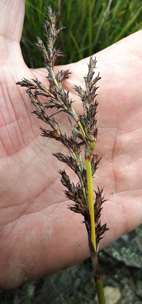 variable sword-sedge from Bell NSW 2786, Australia on March 26, 2025 at ...