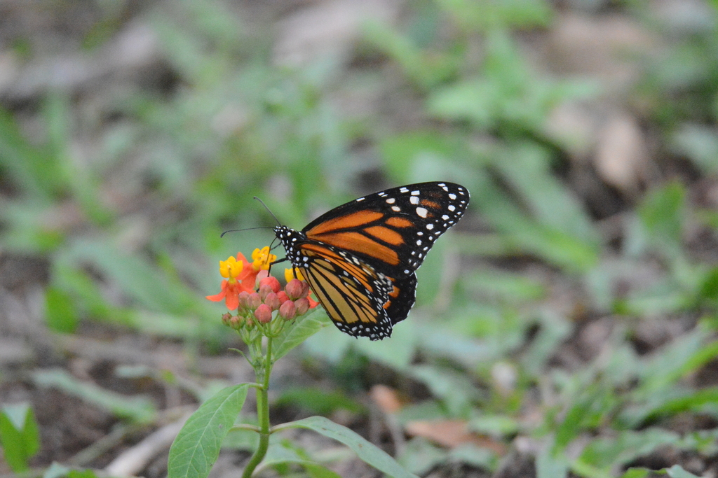 Monarch from Guayabal, Juana Díaz 00795, Puerto Rico on March 26, 2025 ...