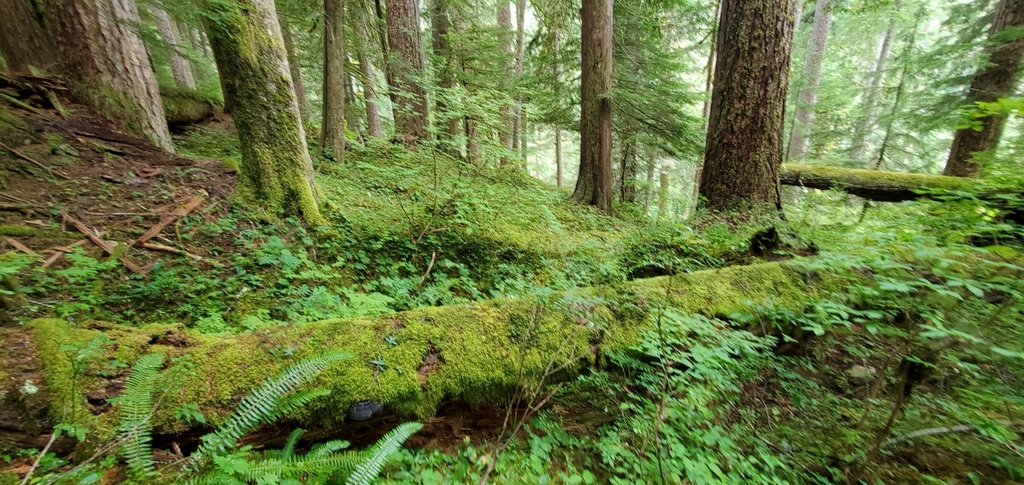Cystopteridaceae (Ferns of the Pacific Northwest) · iNaturalist