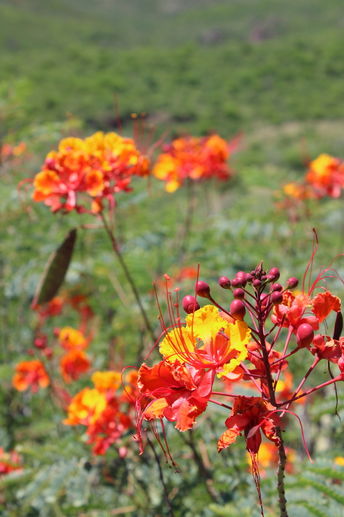 peacock flower from Bacadéhuachi, Son., México on February 22, 2024 at ...