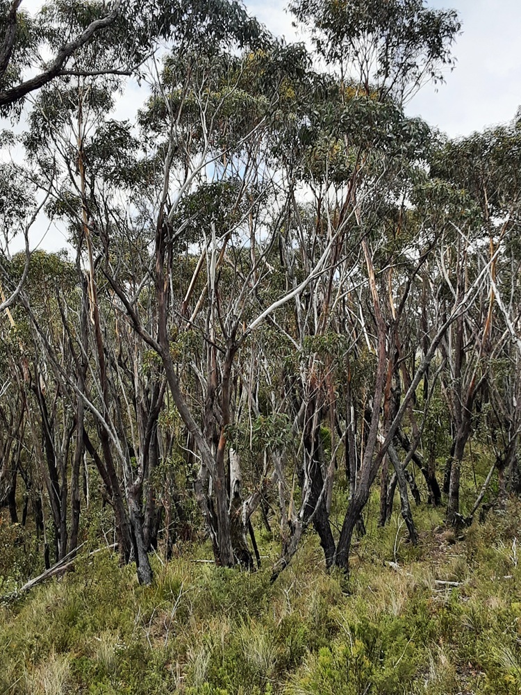 Silvertop Ash from Bell NSW 2786, Australia on March 26, 2025 at 12:49 ...