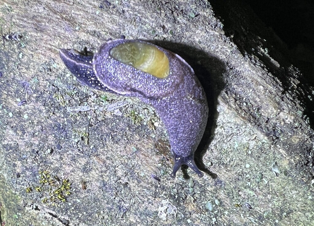 Yellow-shelled semi-slug from 978台灣花蓮縣瑞穗鄉 on March 28, 2025 at 10:11 PM ...