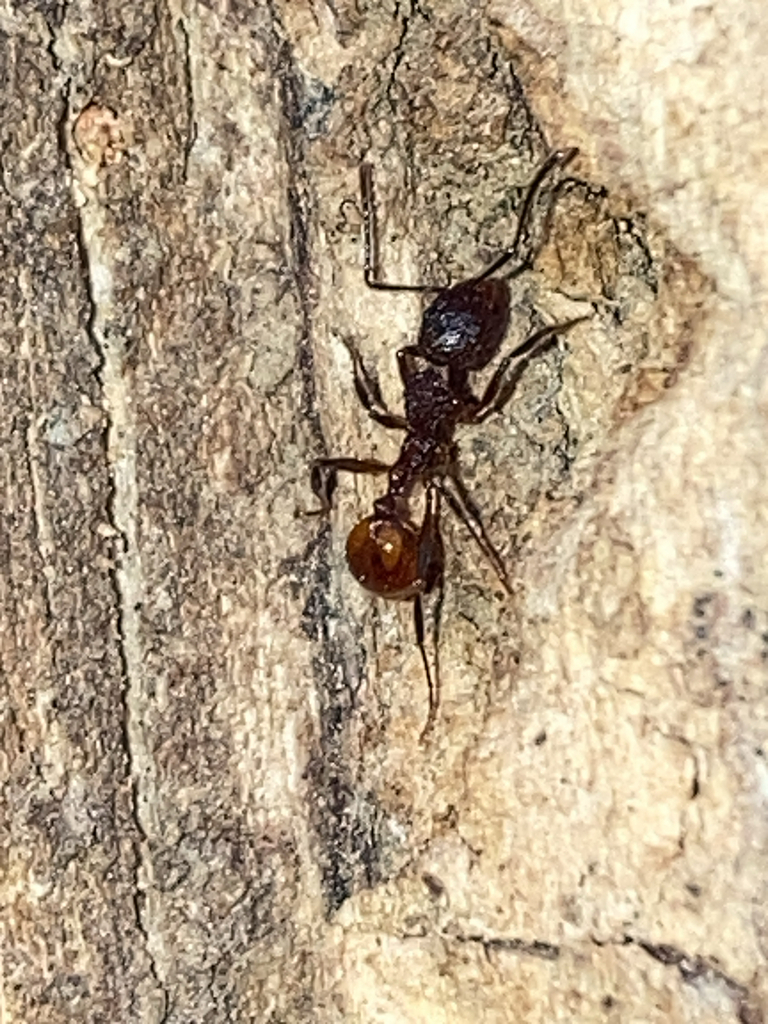 fulva-rudis-texana-complex Collared Ants from Scenic Point Dr ...