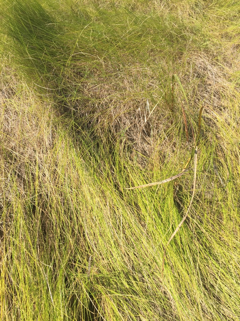 Marsh Hay Cordgrass from Coast Guard - Group Cape Hatteras, Rodanthe ...
