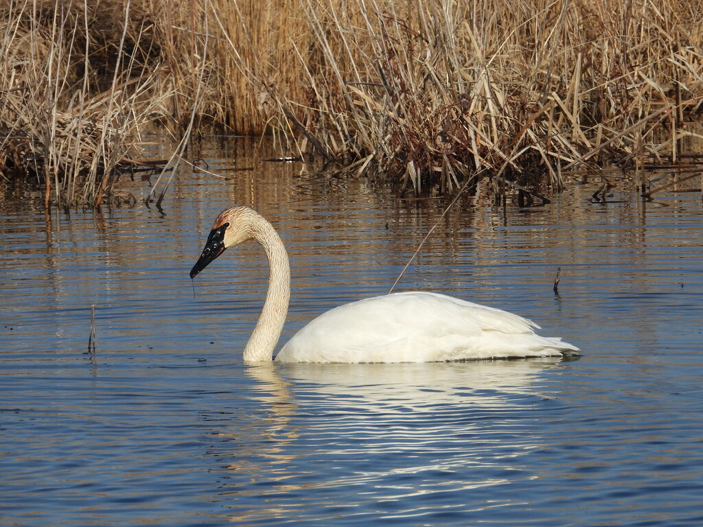 Trumpeter Swan from Magee Marsh Wildlife Area, State Rte 2, Oak Harbor ...