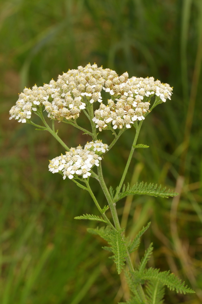 common yarrow from Thames Grove CA, Chatham, Chatham-Kent, ON, Canada ...