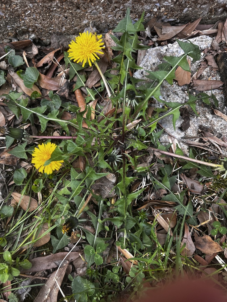 common dandelion from University of Tennessee at Chattanooga ...