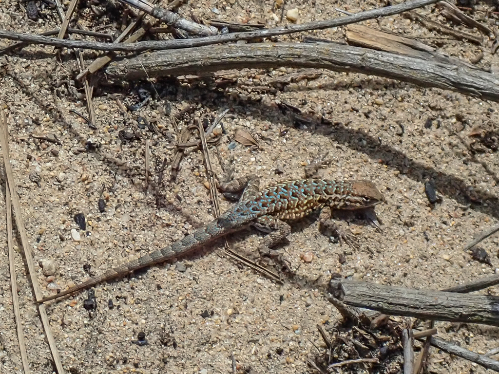 Western Side-blotched Lizard from Del Mar Heights, San Diego, CA 92014 ...