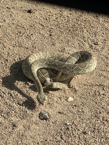 Mojave Rattlesnake (Crotalus scutulatus) - Snakes and Lizards