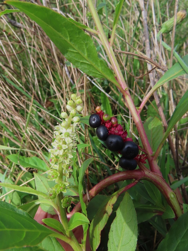 Inkweed from Bell NSW 2786, Australia on March 26, 2025 at 01:21 PM by ...