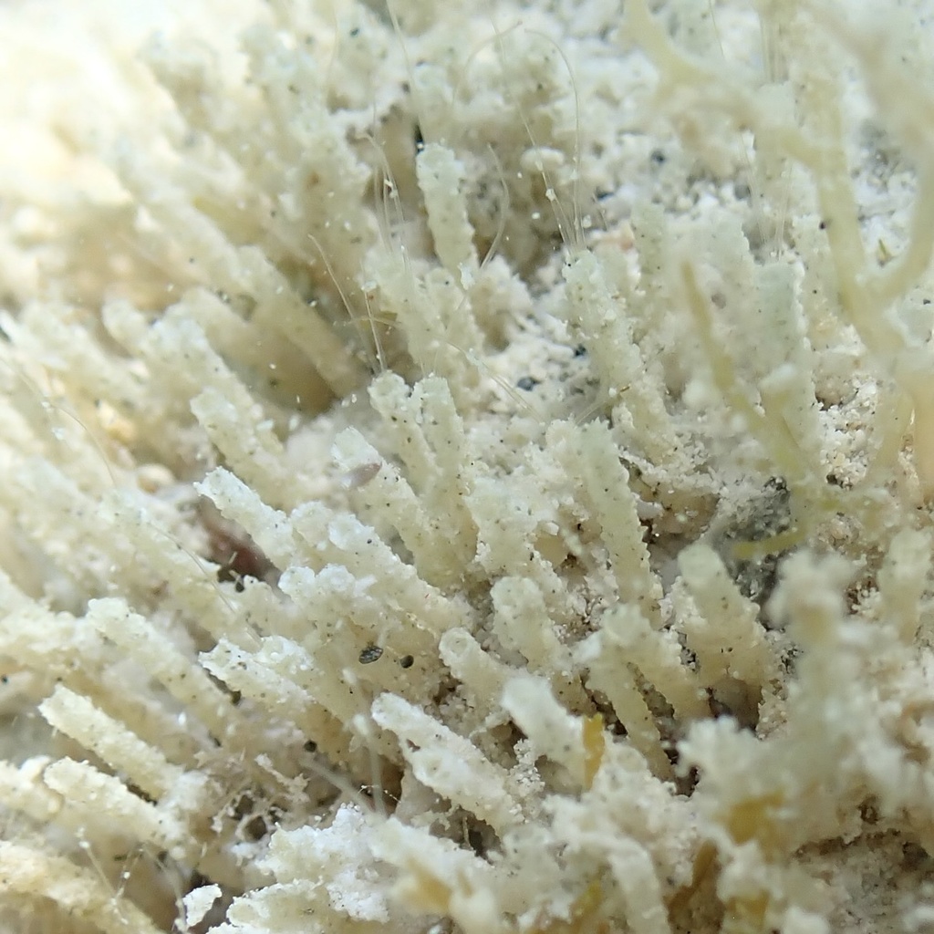 Spionida from Kaneohe Bay, HI, US on March 26, 2025 at 10:53 AM by ...