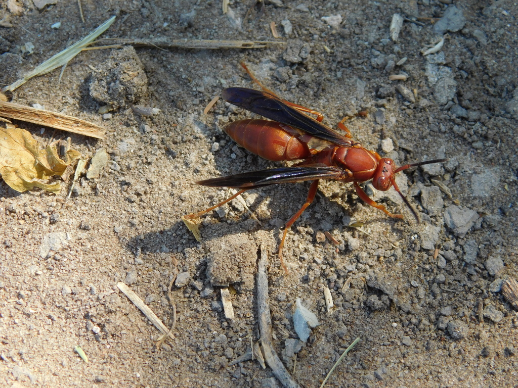 Fine-backed Red Paper Wasp in August 2019 by Mark Buijtendijk · iNaturalist