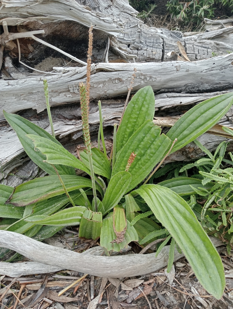 Swamp plantain from Southland 9818, New Zealand on March 24, 2025 at 12 ...