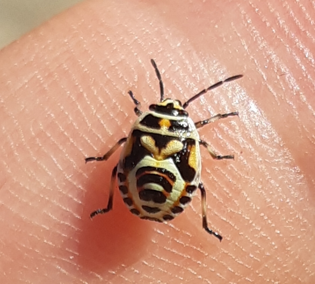 red cabbage bug from Plopșoru 217345, România on August 13, 2019 at 06: ...