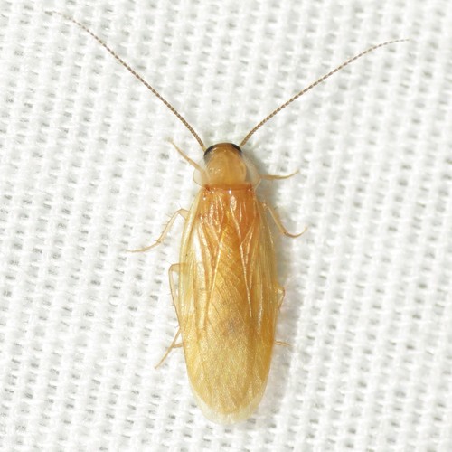 Compsodes schwarzi (世界蟑螂) · iNaturalist