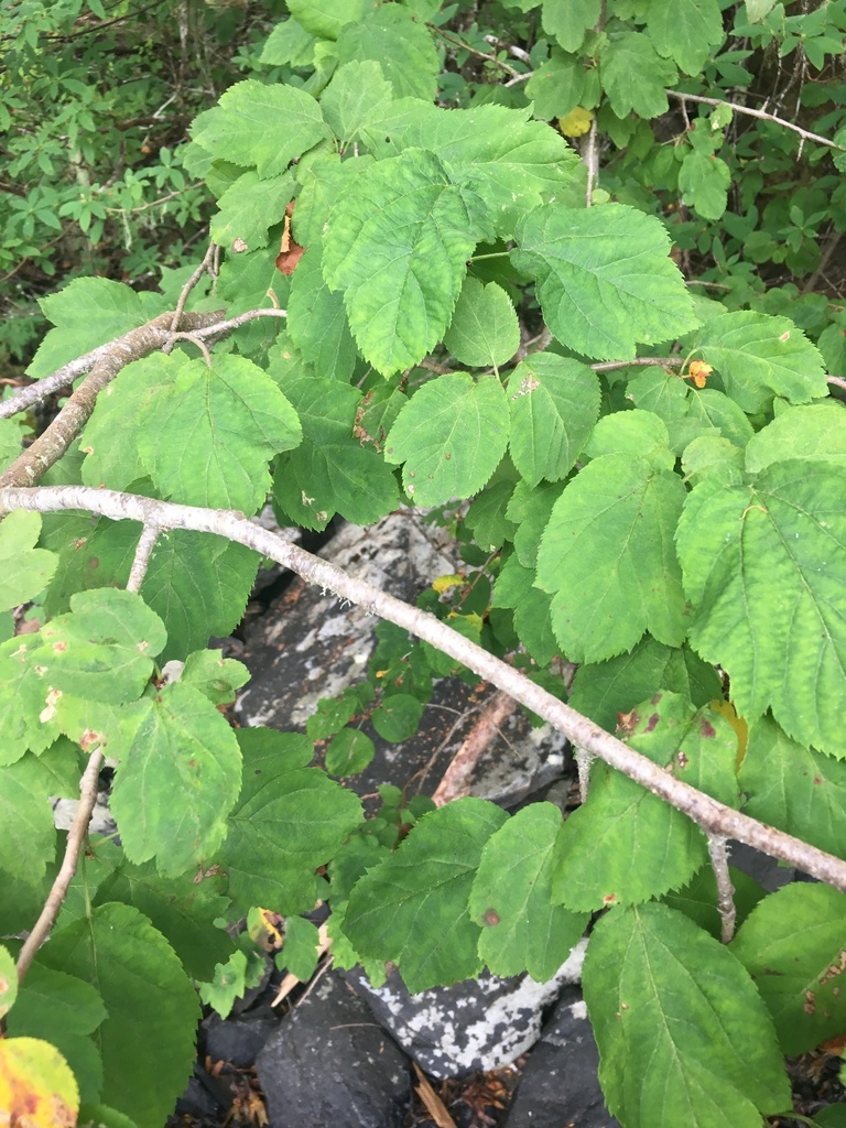 Maleae from Skeena-Queen Charlotte, BC, Canada on August 11, 2019 at 04 ...