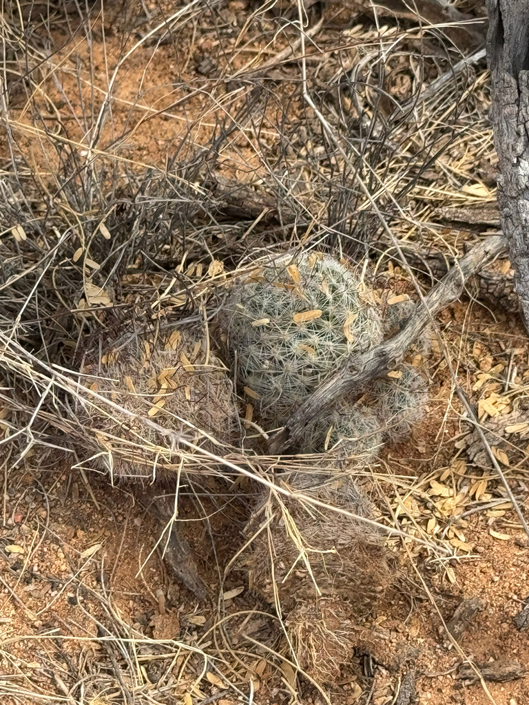 Biznaga chollo chico desde South Red Hill Ranch Road, Vail, AZ, US el ...