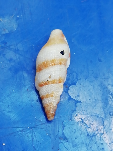 Colubraria reticulata · iNaturalist