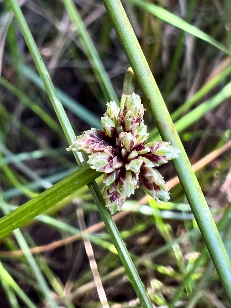 Swamp Club-rush from Mount Compass, SA, AU on February 19, 2024 at 11: ...