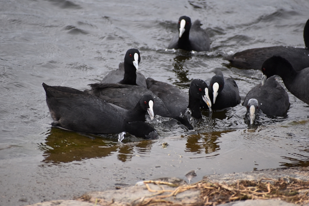 Australasian Coot from Lake Wendouree VIC 3350, Australia on March 29 ...