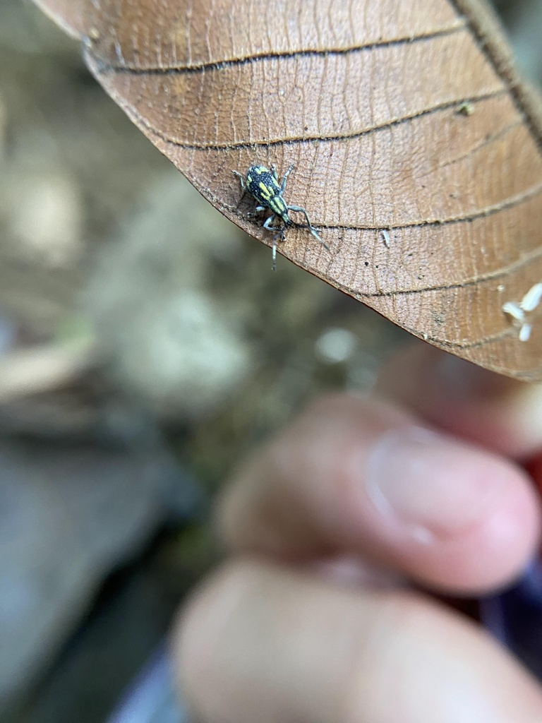 Myllocerinus aurolineatus from 马关县, 文山壮族苗族自治州, 云南省, CN on April 17 ...