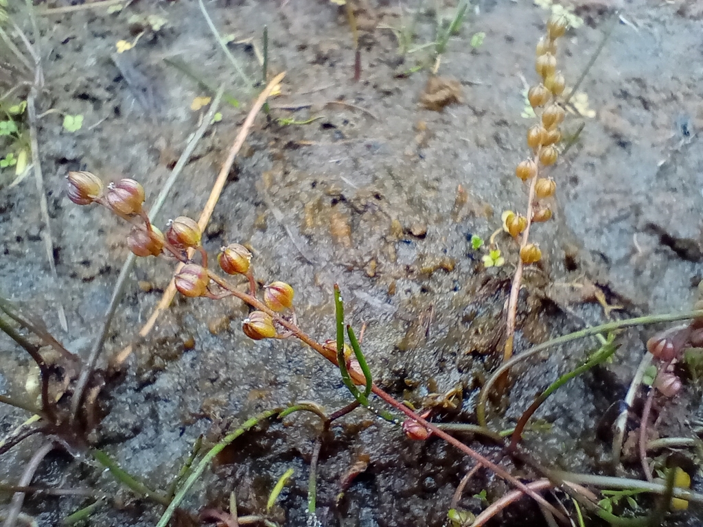 Three-ribbed Arrowgrass from Southland 9818, New Zealand on March 24 ...