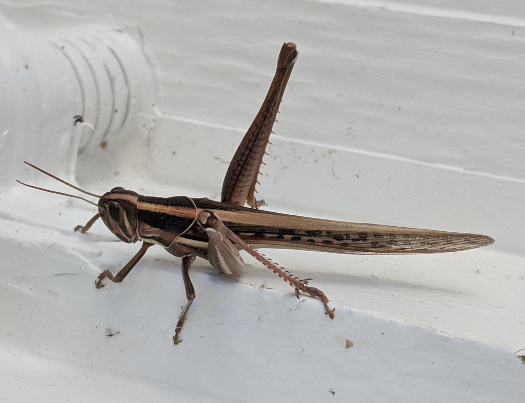 Spur-throated Locust from Loongana TAS 7315, Australia on March 29 ...