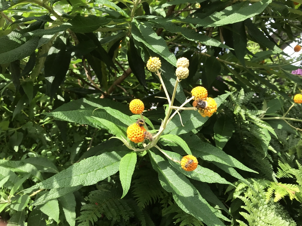 Orange-ball tree from Castlefield, Manchester, UK on May 25, 2024 at 01 ...