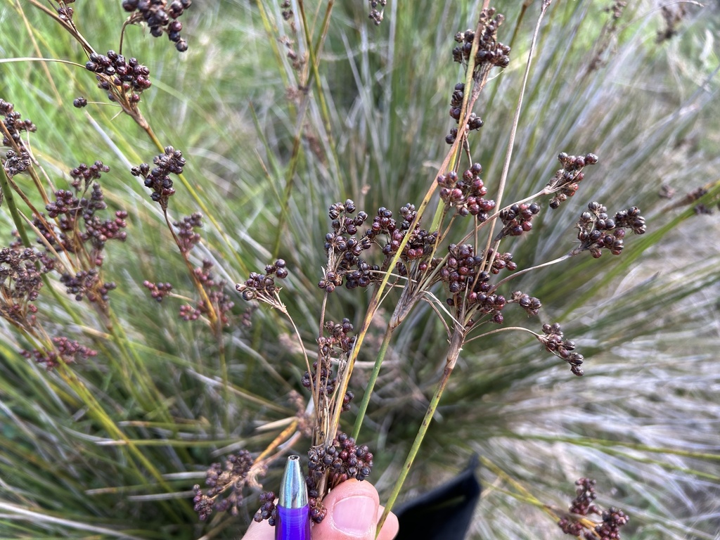 spiny rush from Garden Route District Municipality, South Africa on ...