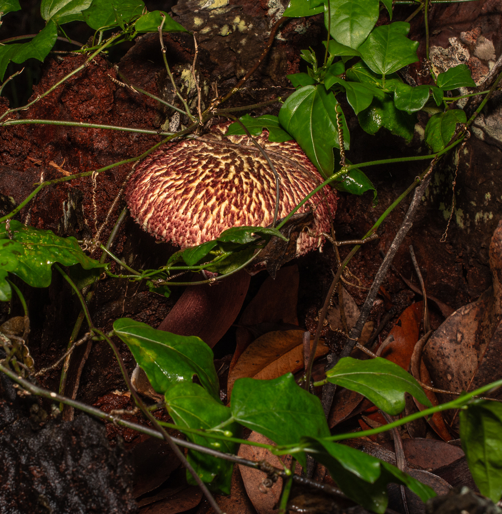 Boletellus aurocontextus from Brisbane QLD, Australia on March 29, 2025 ...