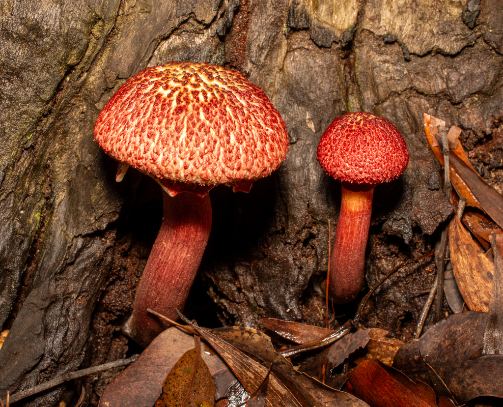 Boletellus aurocontextus from Brisbane QLD, Australia on March 29, 2025 ...