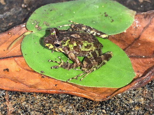 Lutz's River Frog (Thoropa lutzi) · iNaturalist