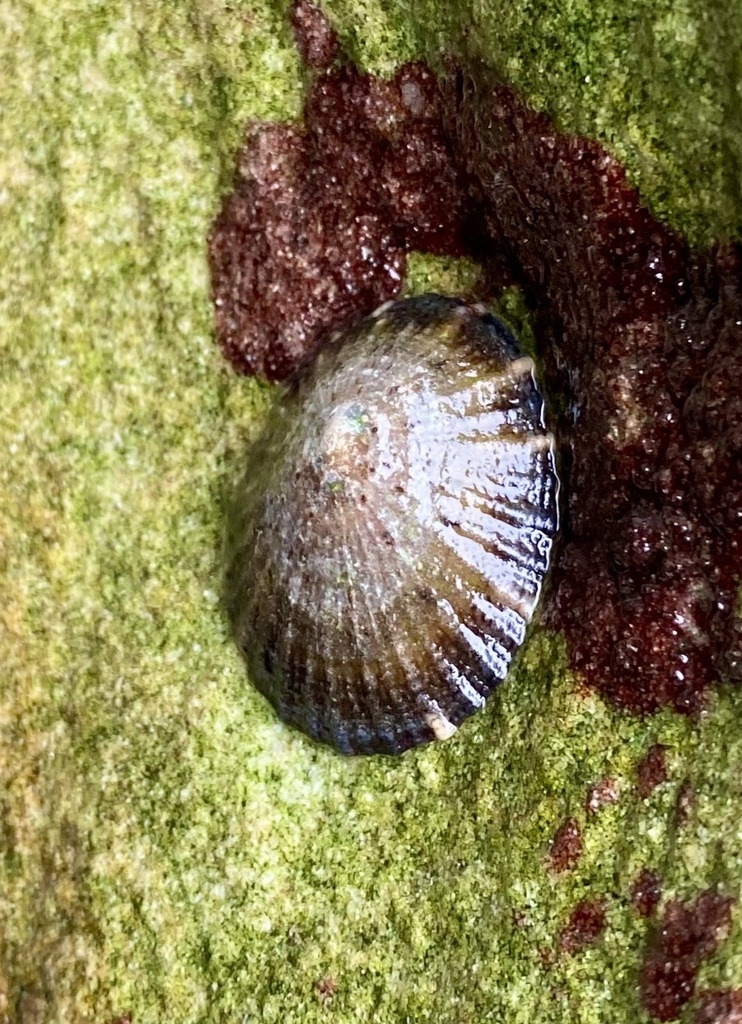 Variegated limpet from Ramsgate Ave, North Bondi, NSW, AU on March 29 ...