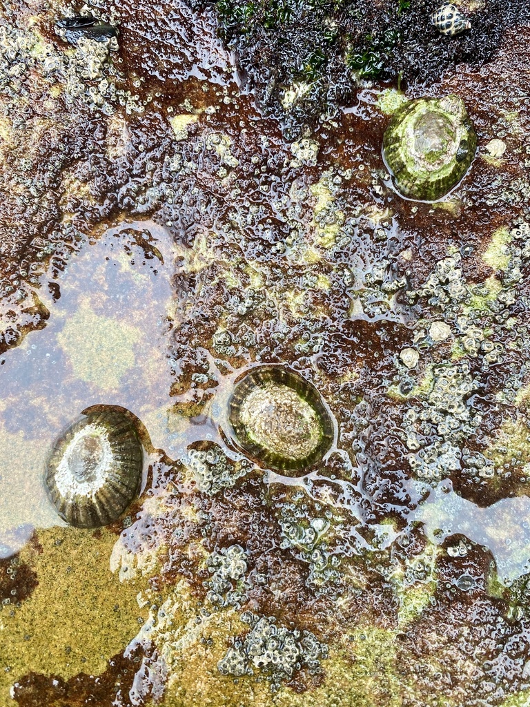 Variegated limpet from Ramsgate Ave, North Bondi, NSW, AU on March 29 ...