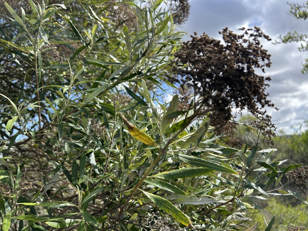 False Olive from Garden Route District Municipality, South Africa on ...