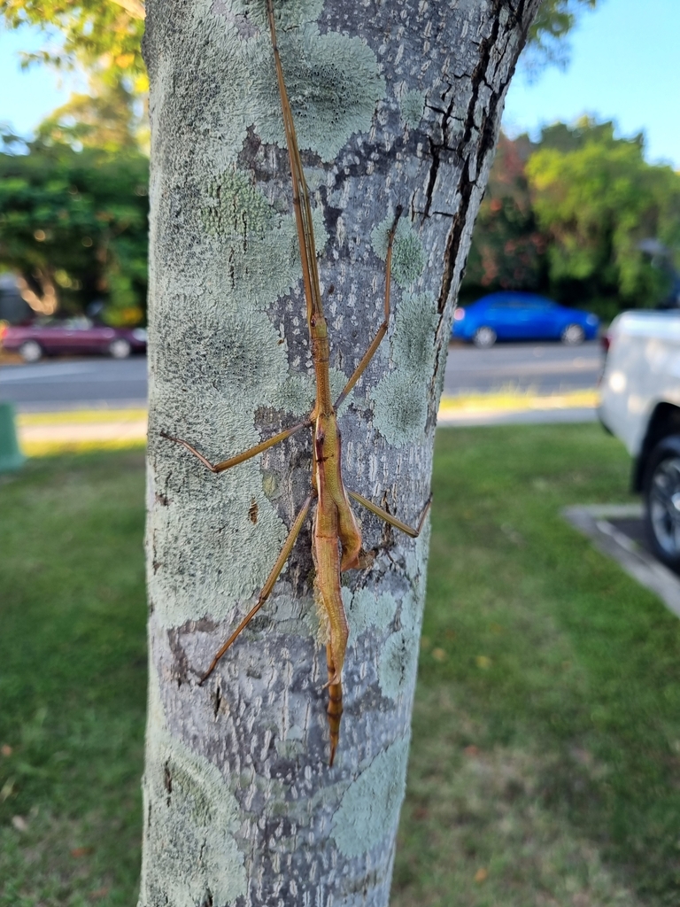 Children’s Stick Insect from Bellbowrie QLD 4070, Australia on February ...
