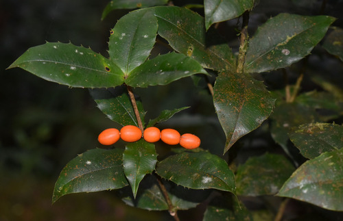 Phyllachora alyxiae · iNaturalist