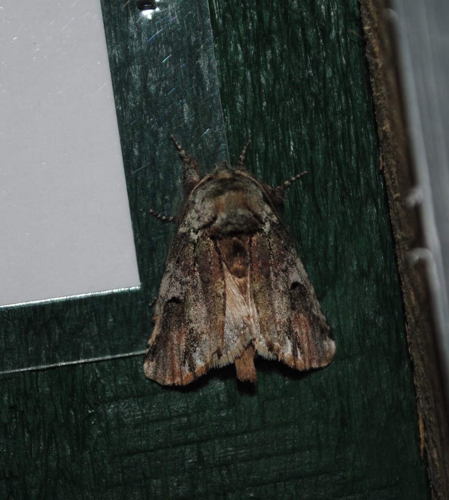 Unicorn Prominent from Stephenville Crossing, NL A0N 2C0, Canada on ...