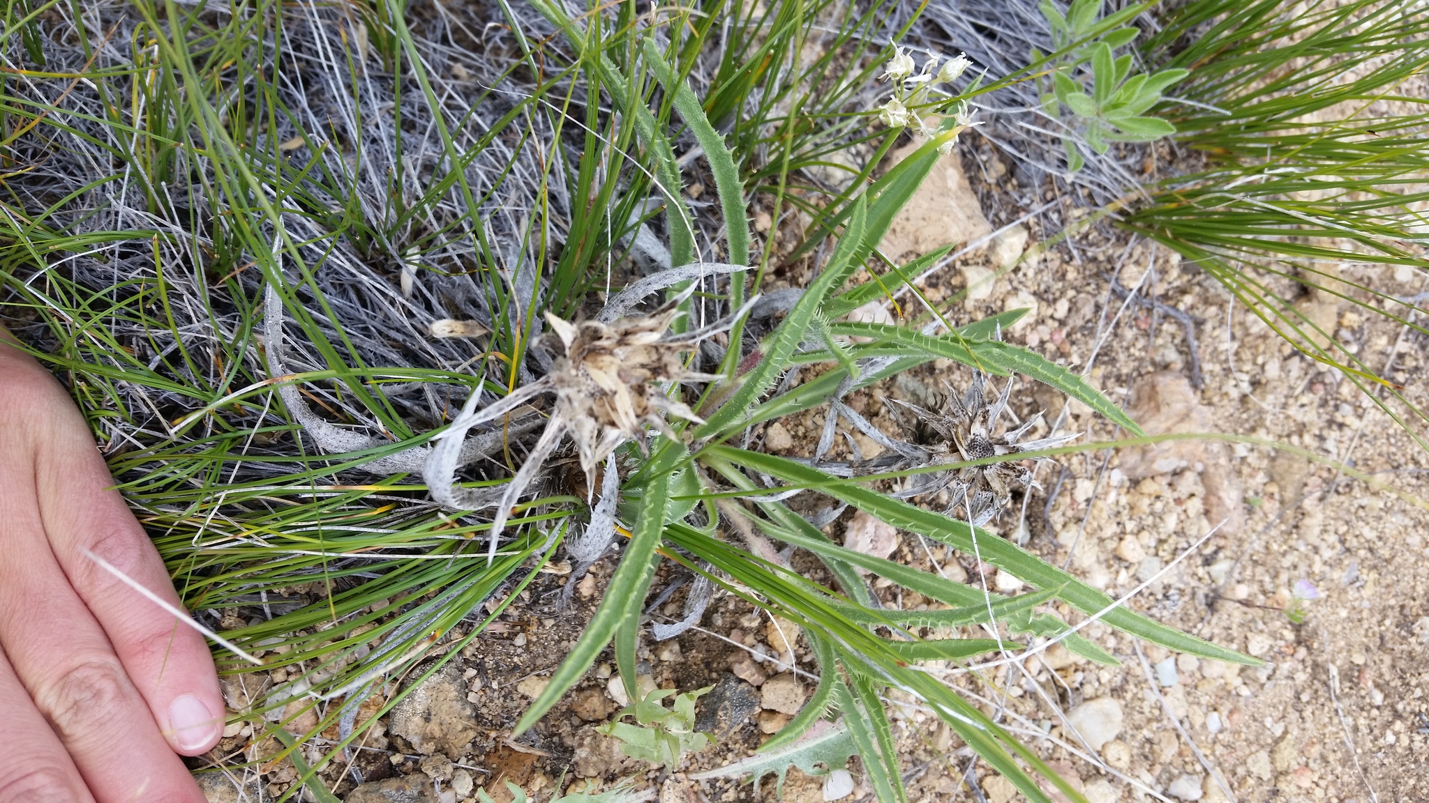Pyrrocoma carthamoides Hook.