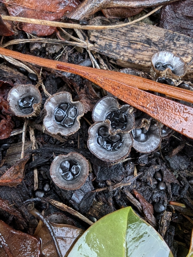 Cyathus from Murarrie QLD 4172, Australia on March 29, 2025 at 05:22 PM ...