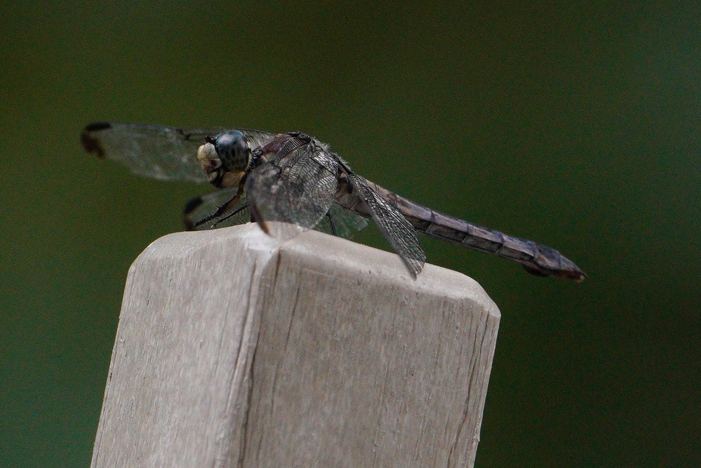 Great Blue Skimmer from 8th St, North Beach, MD, US on August 13, 2019 ...