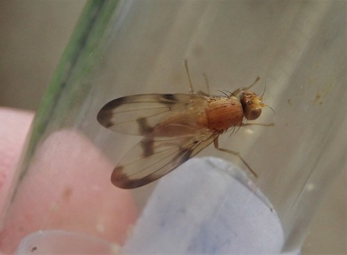 Palloptera trimacula · iNaturalist