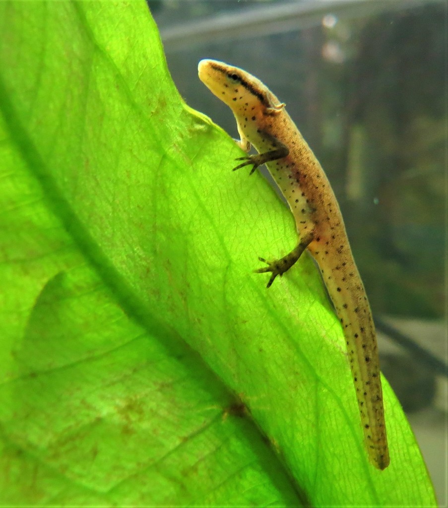 Peninsula Newt from Alachua County, FL, USA on July 31, 2017 at 06:36 ...